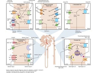 Tacrolimus induced salt loosing nephropathy | PPTX