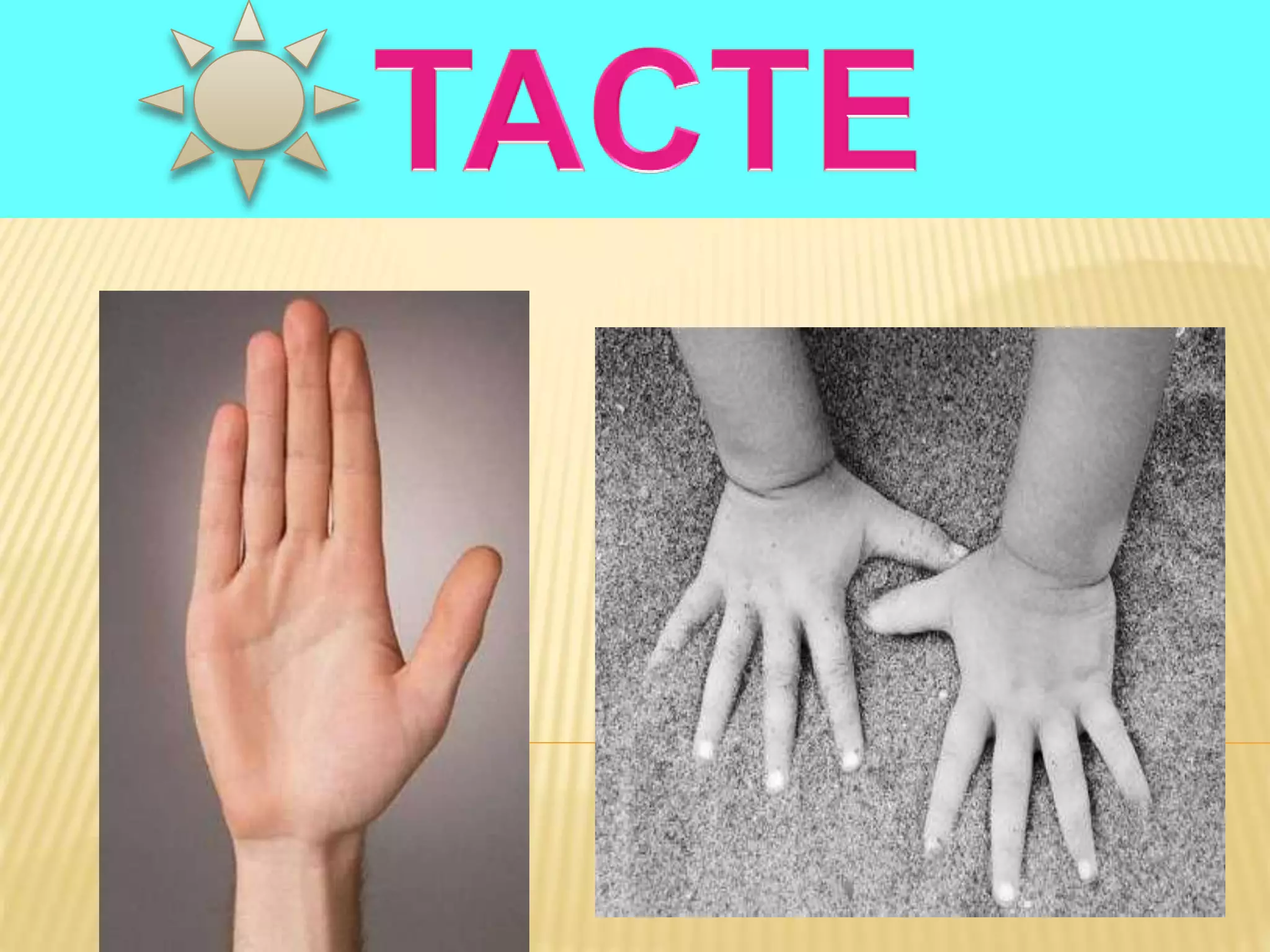 Tacte (2) | PPT
