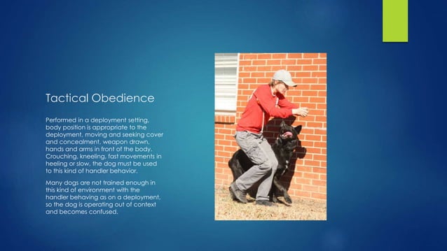 Tactical Obedience For Police K9s Edited. pptx | PPTX | Dogs | Pets