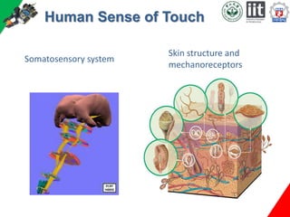 Tactile perception | PPTX