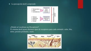 tactil propiocetiva.pptx físioterapia de 3ro | PPTX