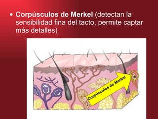 Tacto | PPT