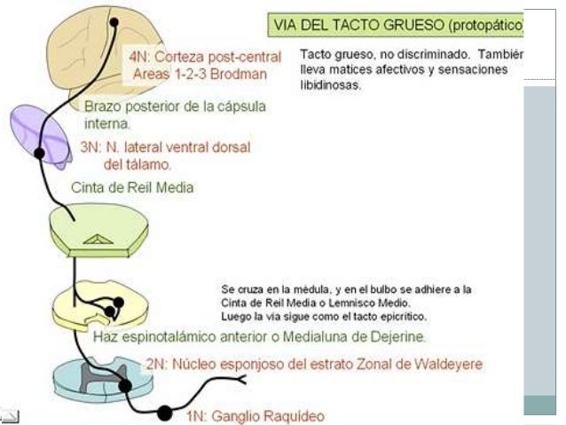 Sentido del tacto (fisiologia)