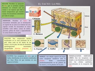 Tacto, olfato y gusto 2019 | PPTX