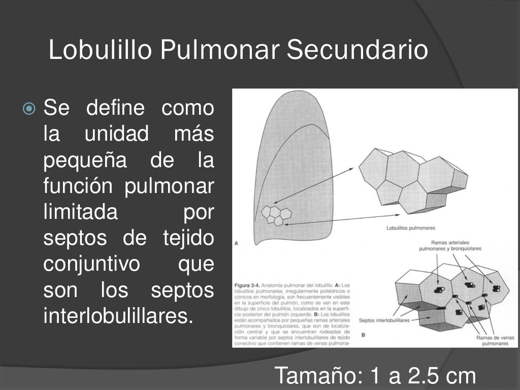 Tac Torax Patron Nodular