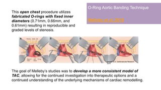 Transverse Aortic Constriction: The Importance of Monitoring Surgical ...