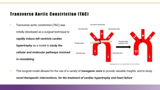 Transverse Aortic Constriction: The Importance of Monitoring Surgical ...