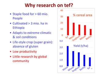 Lodging and Drought Resistant Tef | PPT