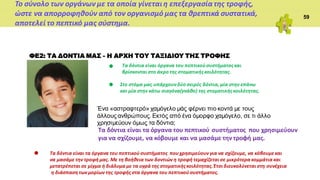 Τα δόντια μας, Η αρχή του ταξιδιού της τροφής | PPT