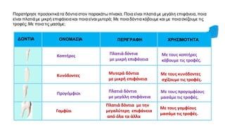 Τα δόντια μας, Η αρχή του ταξιδιού της τροφής | PPT