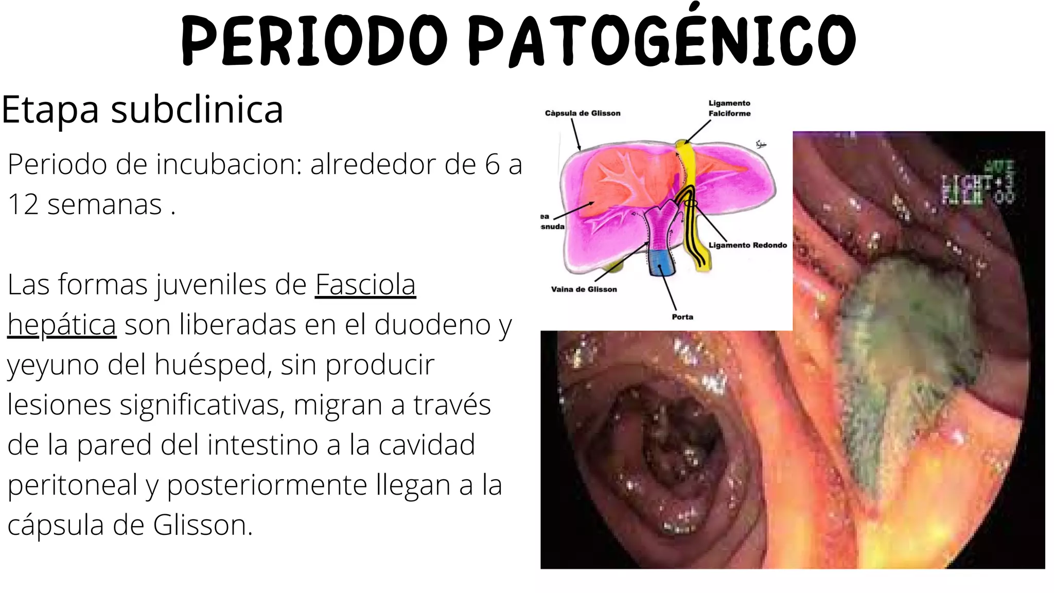taena solium.pdf | Descarga Gratuita