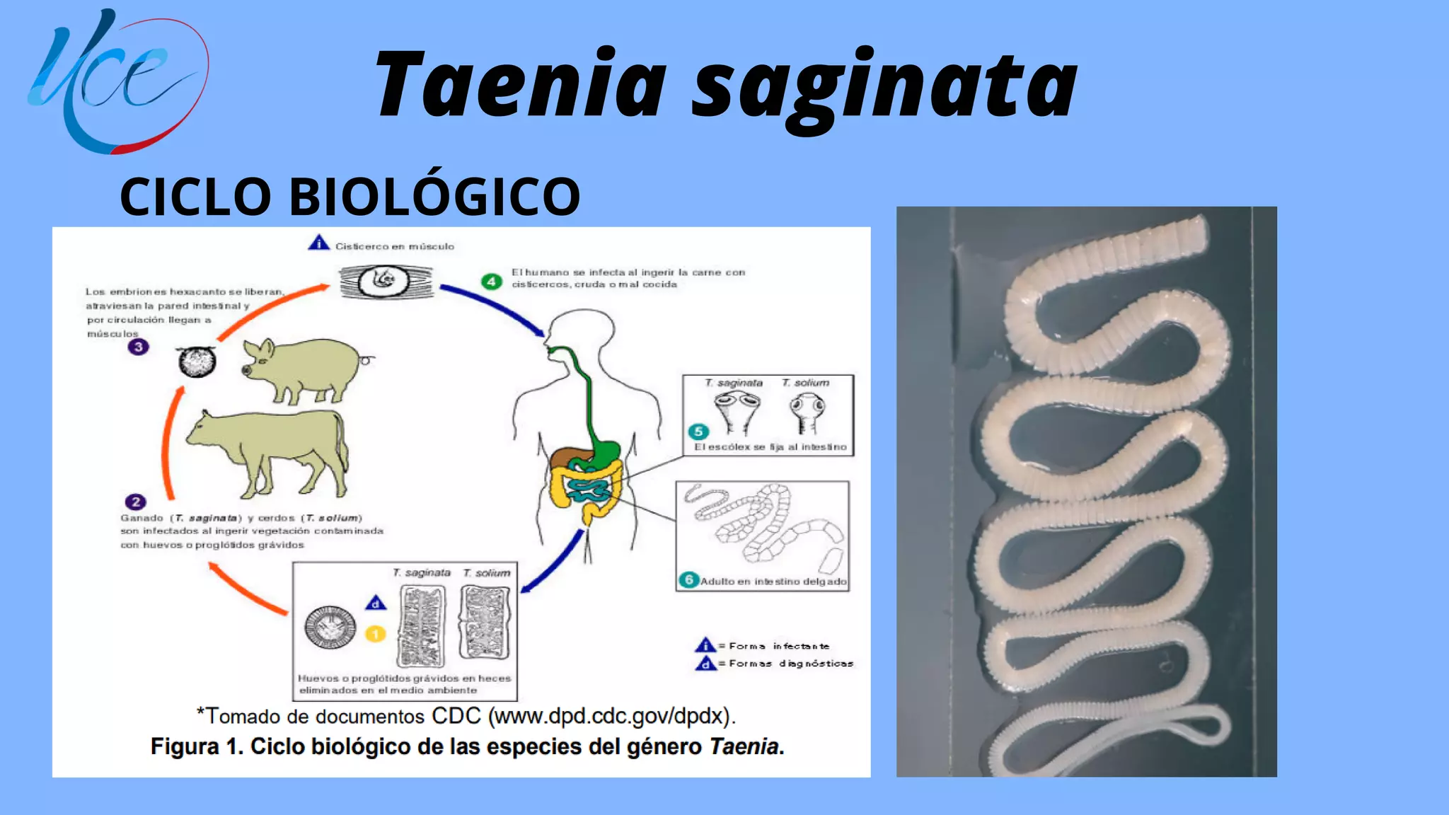 taena solium.pdf | Descarga Gratuita