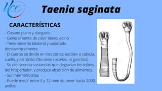taena solium.pdf