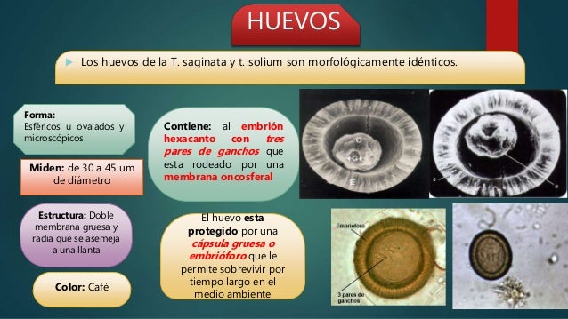 Teniasis Por Taenia Solium Taenia Saginata Y Taenia Asiática