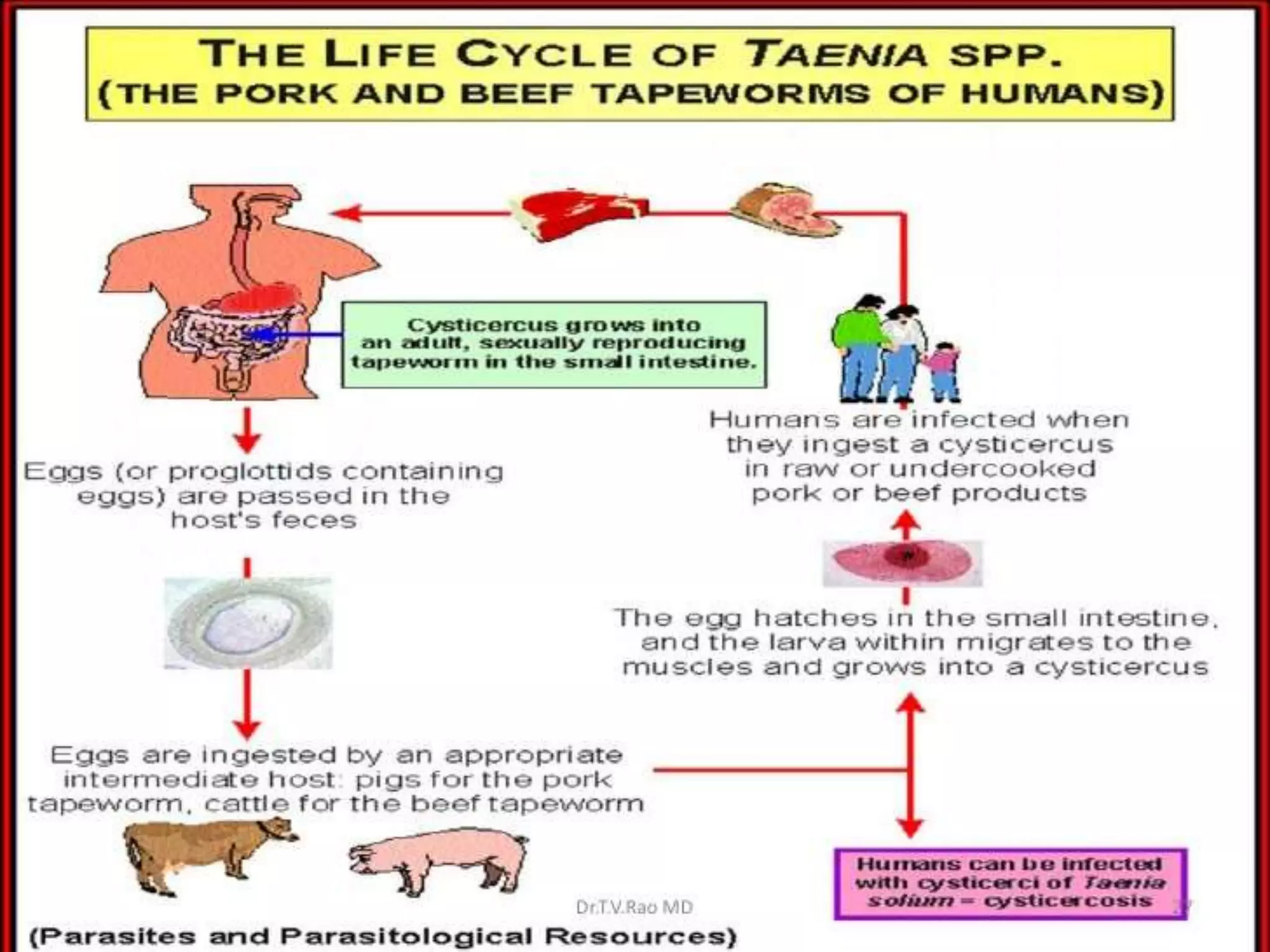 Taenia morp&life cycle | PPT