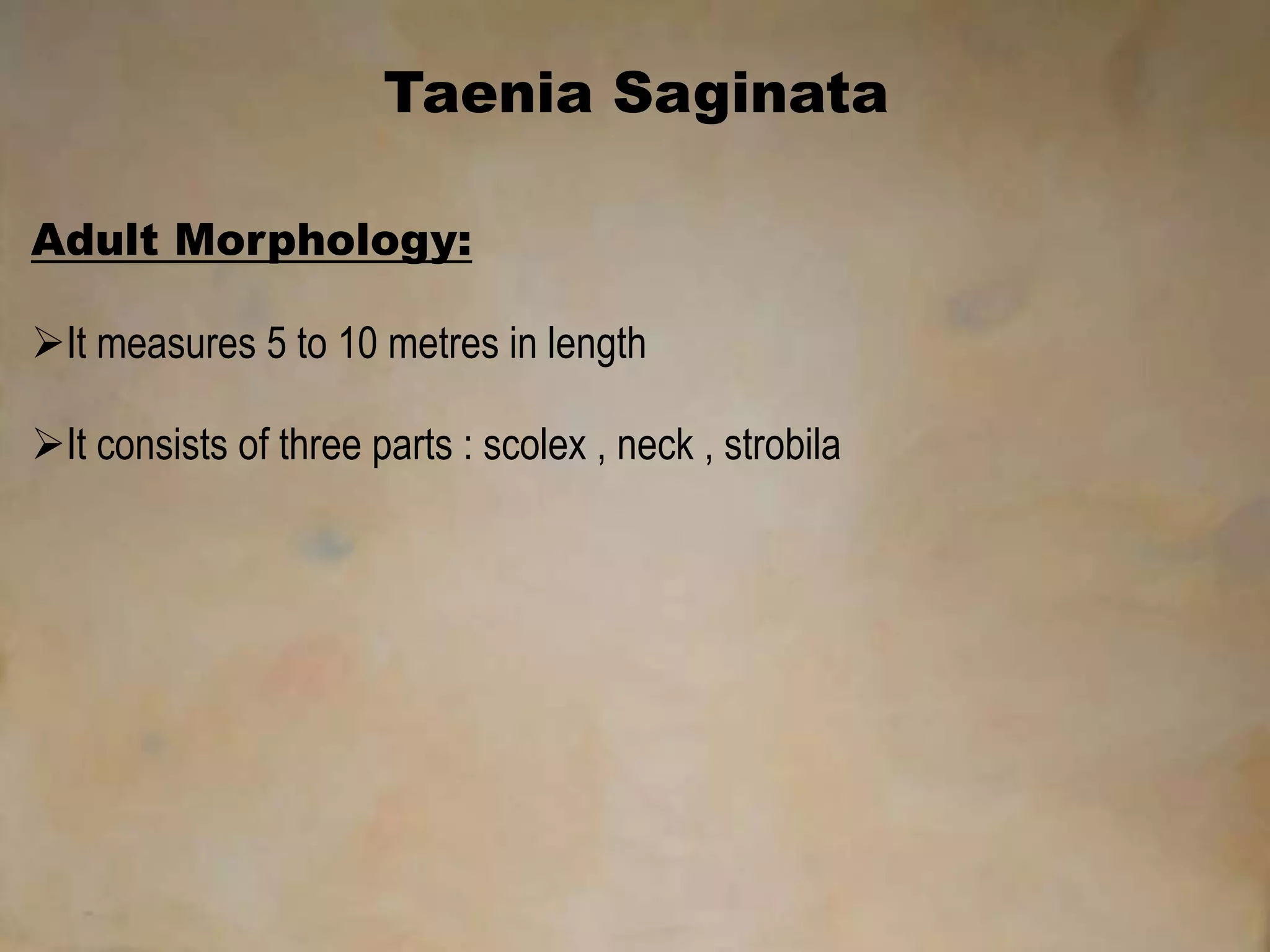 Taenia morp&life cycle | PPT