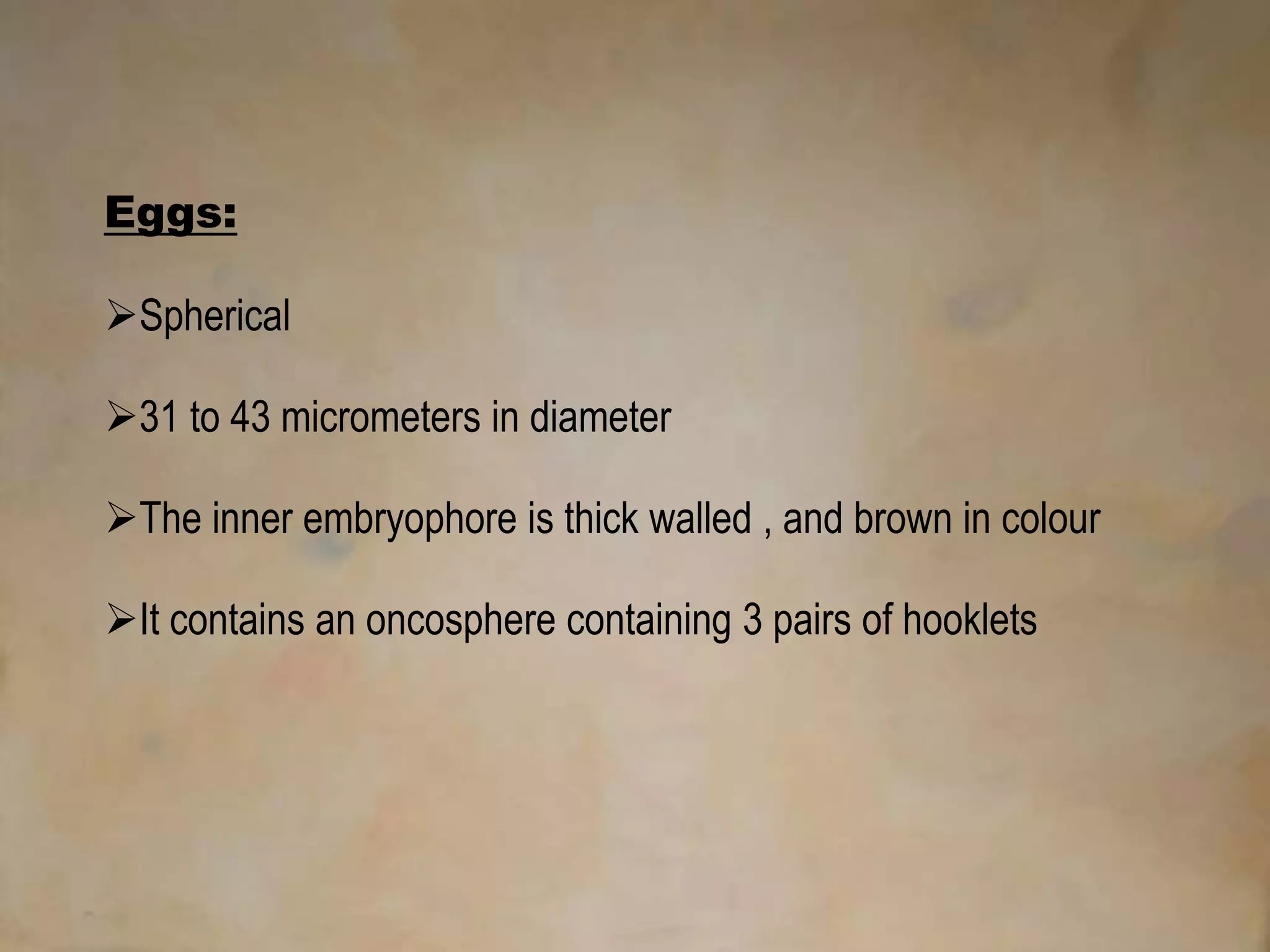 Taenia morp&life cycle | PPT