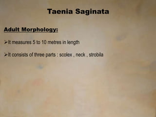 Taenia morp&life cycle | PPT
