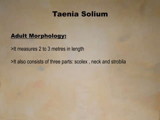 Taenia morp&life cycle | PPT