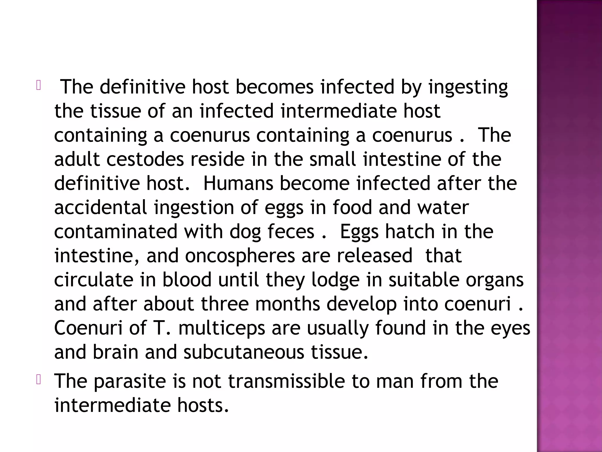 Taenia multiceps | PPT