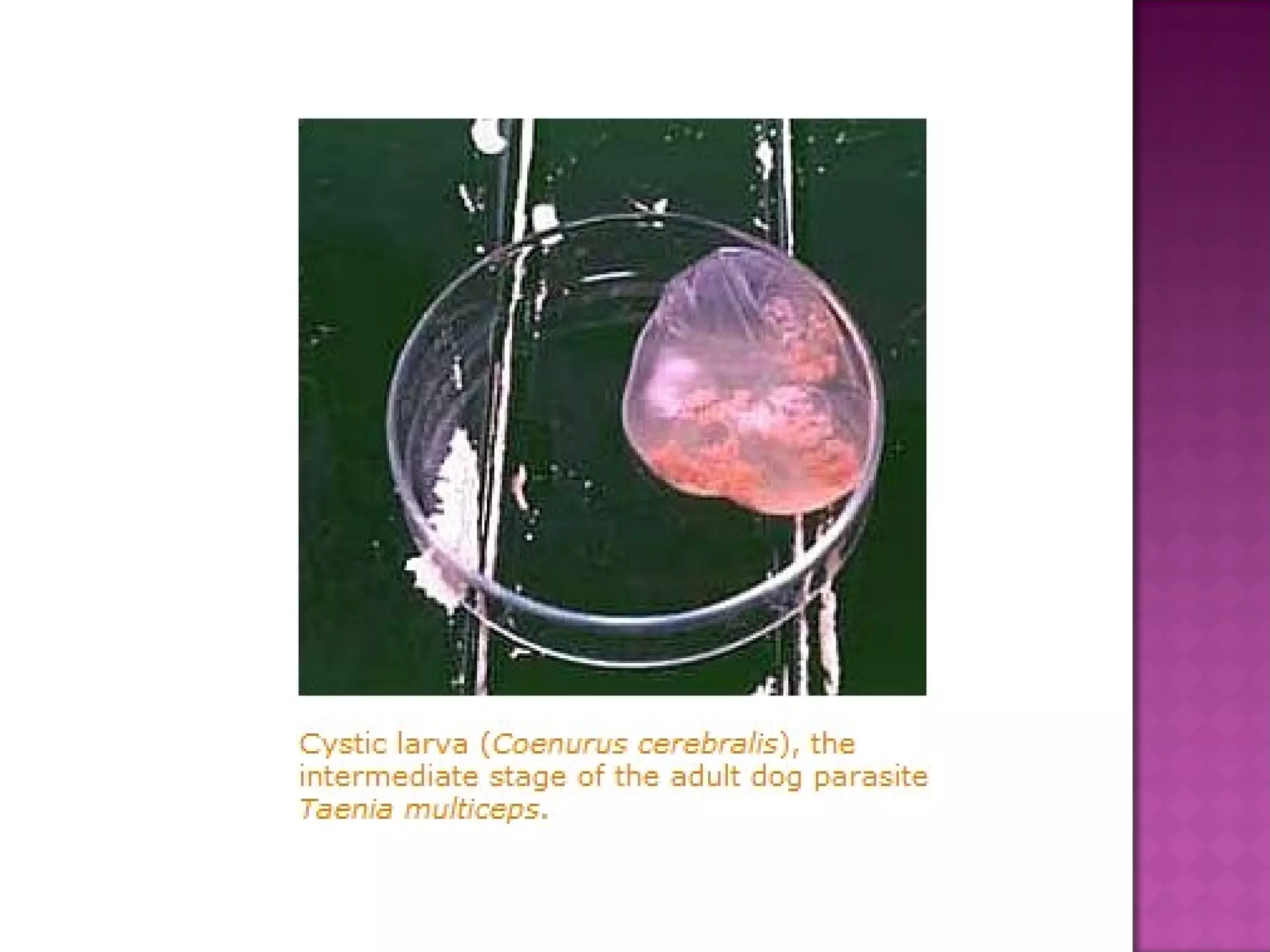 Taenia multiceps | PPT