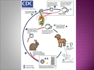 Taenia multiceps | PPT