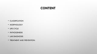TAENIA PPT.ppt Presented by Rahul Patel Student of Medical microbiology ...