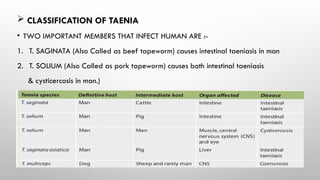 TAENIA PPT.ppt Presented by Rahul Patel Student of Medical microbiology | PPTX