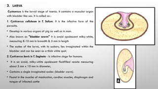 TAENIA PPT.ppt Presented by Rahul Patel Student of Medical microbiology ...