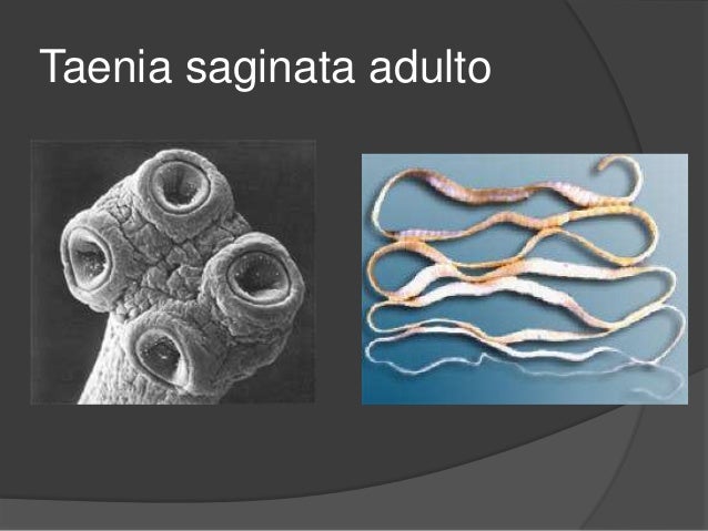 Taenia Saginata