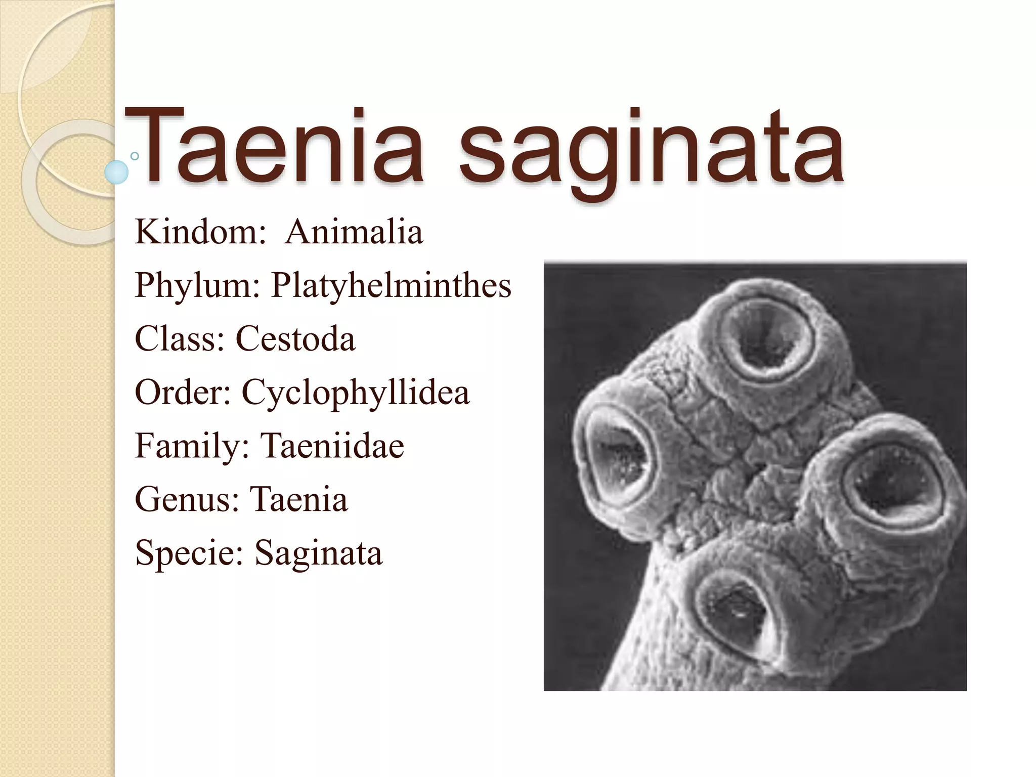 Taenia saginata | PPTX