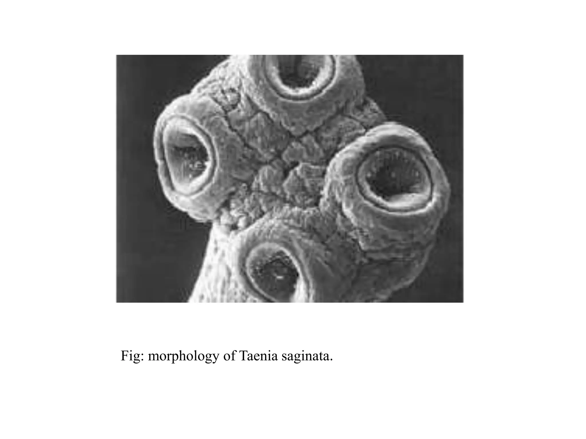 Taenia saginata | PPTX