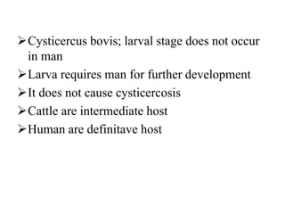 Taenia Saginata Cysticercus Bovis