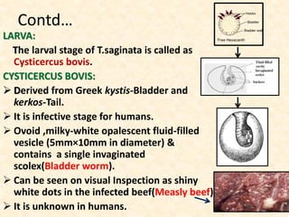 Taenia Saginata Cysticercus Bovis