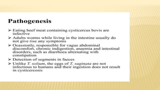 Taenia Saginata slides From haseeb Rajpoot | PPTX