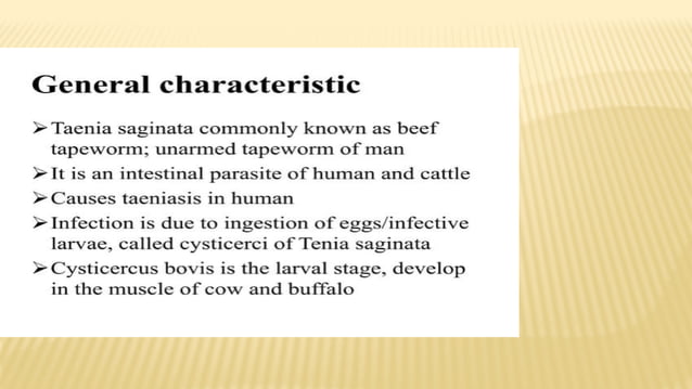 Taenia Saginata slides From haseeb Rajpoot | PPT