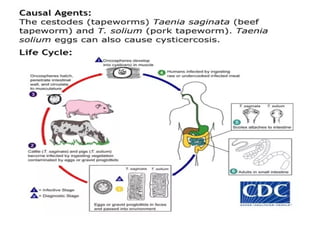Taeniasis | PPT