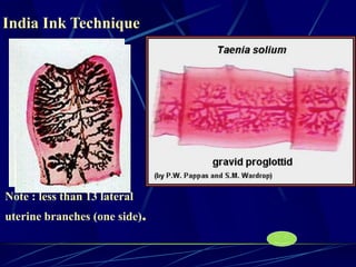 Taeniasis.ppt