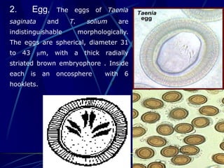 Taeniasis.ppt