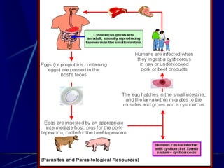 Taeniasis.ppt