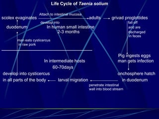 Taeniasis.ppt