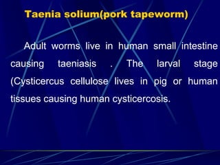 Taeniasis.ppt