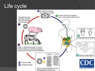 Taeniasis neeraj krishna | PPTX
