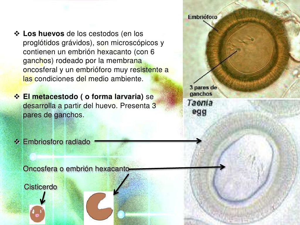 Taenia Solium