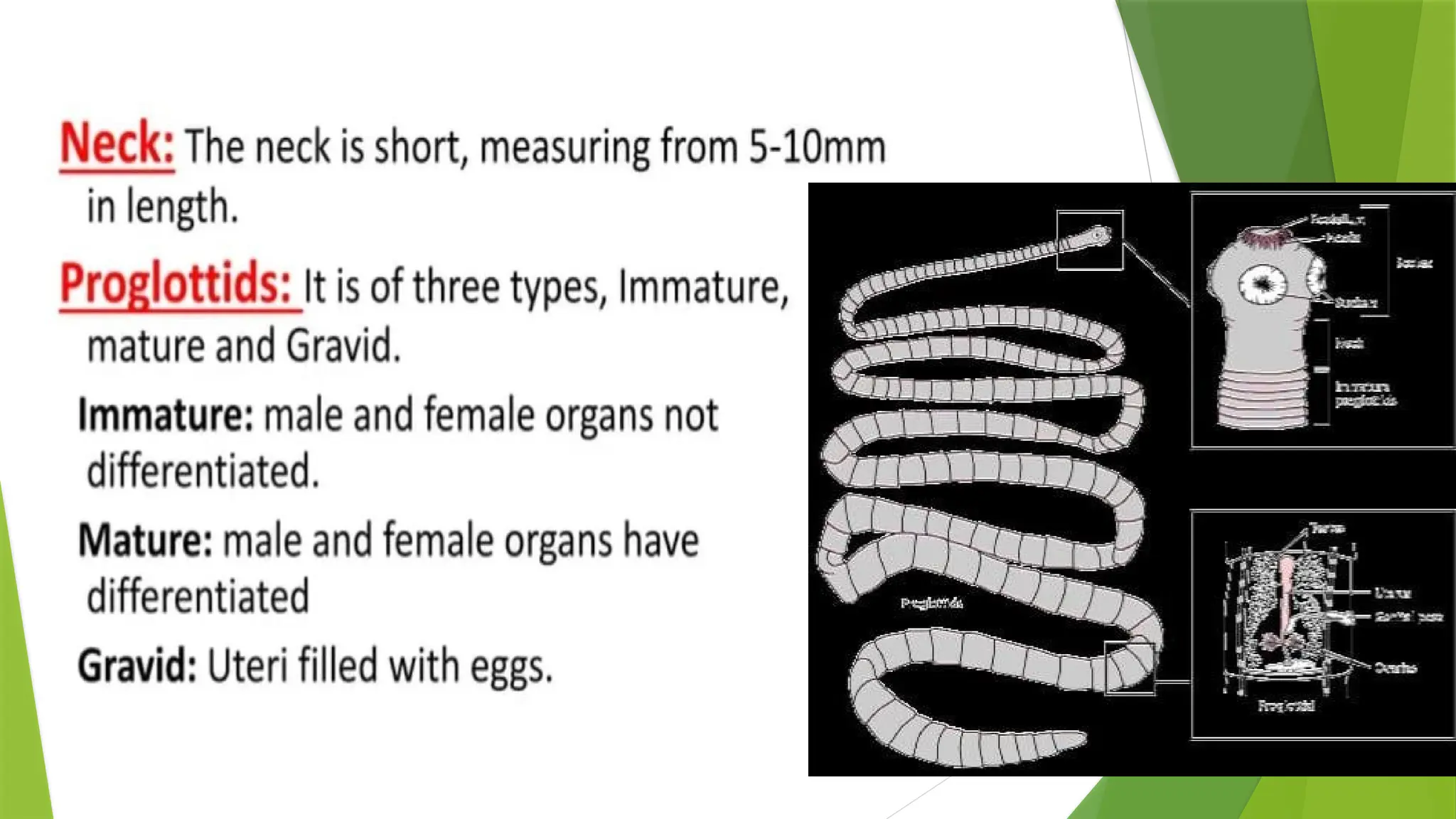 taenia solium(pork tapeworm)- Morphology|Lifecycle|Symptoms |Diagnosis ...