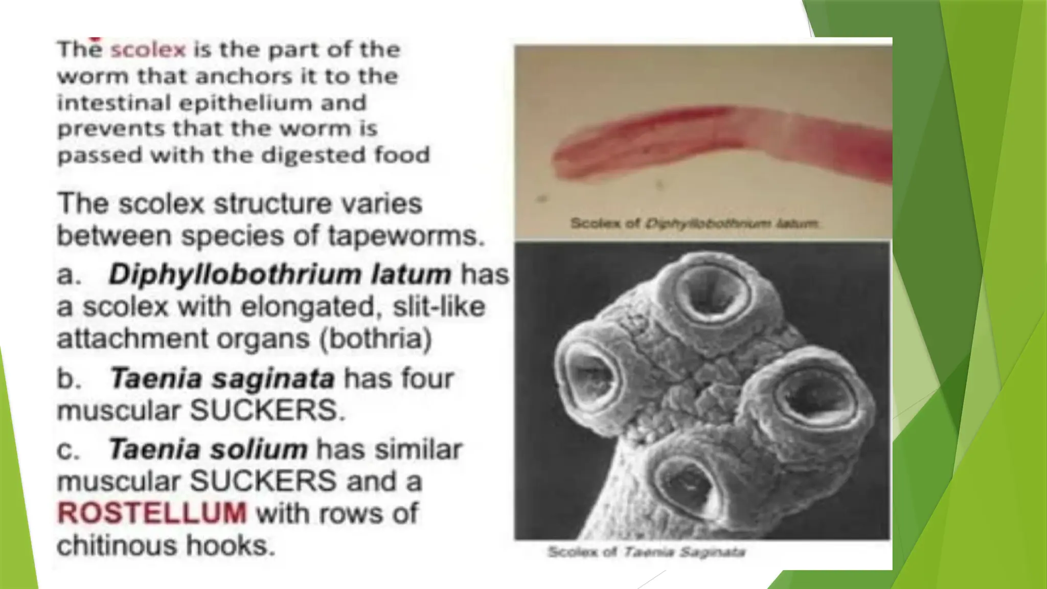 taenia solium(pork tapeworm)- Morphology|Lifecycle|Symptoms |Diagnosis ...
