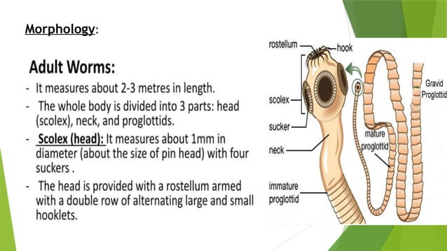 taenia solium(pork tapeworm)- Morphology|Lifecycle|Symptoms |Diagnosis ...
