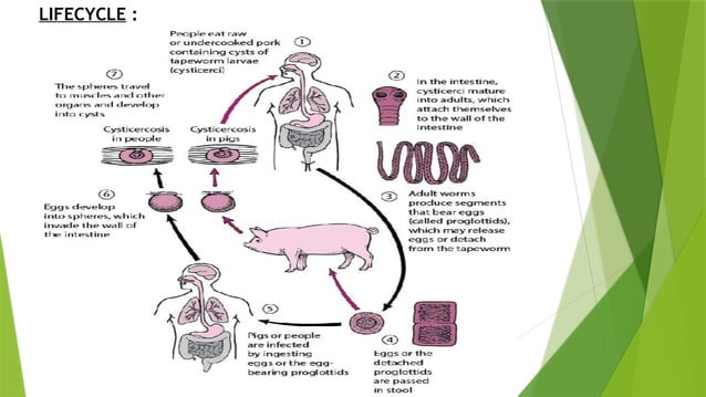taenia solium(pork tapeworm)- Morphology|Lifecycle|Symptoms |Diagnosis ...