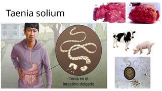 TAENIA SOLIUM.pptx TENIASIS ' PARASITOLOGIA | PPTX