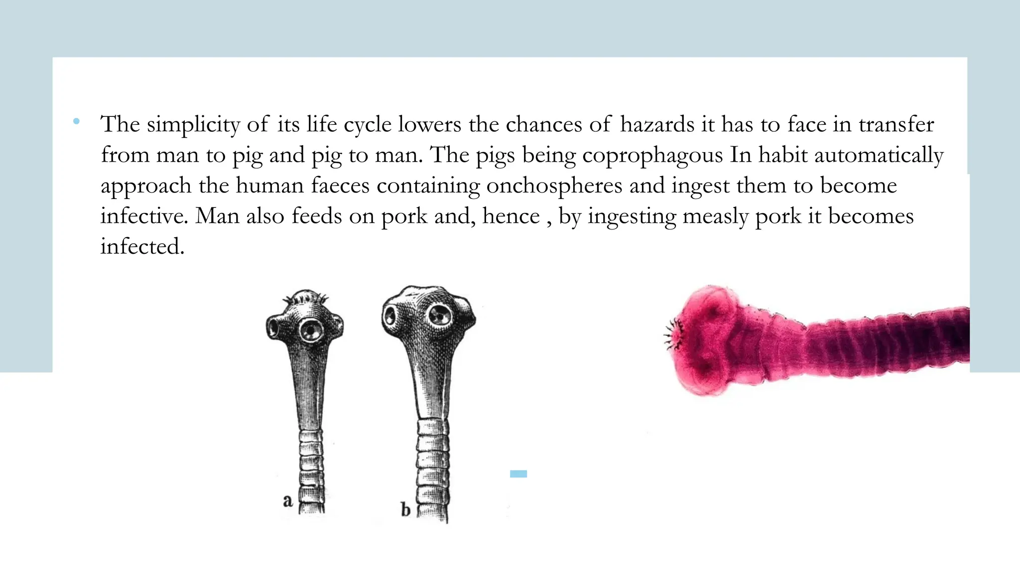 Life cycle of Taenia Solium & its parasitic adaptations. | PPTX